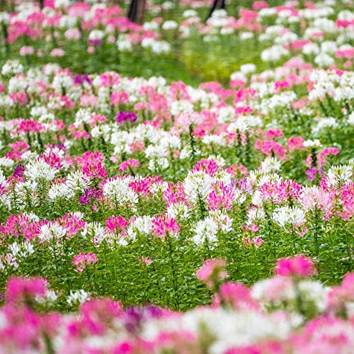 Outsidepride Cleome Garden Cut Flower Seed Mix - 1000 Seeds