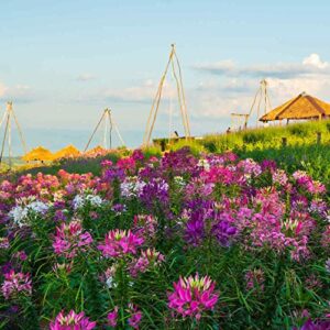 Outsidepride Cleome Garden Cut Flower Seed Mix - 1000 Seeds