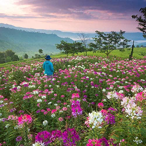 Outsidepride Cleome Garden Cut Flower Seed Mix - 1000 Seeds