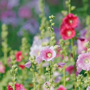 yegaol garden 220pcs mixed color hollyhock seeds alcea rugosa self-seed non-gmo attract pollinators annual outdoor beds borders patio garden plant flower seeds