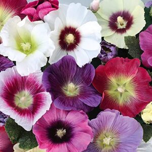 YEGAOL Garden 220Pcs Mixed Color Hollyhock Seeds Alcea Rugosa Self-Seed Non-GMO Attract Pollinators Annual Outdoor Beds Borders Patio Garden Plant Flower Seeds