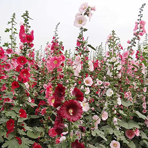 YEGAOL Garden 220Pcs Mixed Color Hollyhock Seeds Alcea Rugosa Self-Seed Non-GMO Attract Pollinators Annual Outdoor Beds Borders Patio Garden Plant Flower Seeds