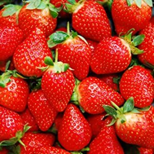 200+ Red Climbing Strawberry Seeds for Planting - Easy to Grow Everbearing Garden Fruit Seeds - Ships from Iowa, USA