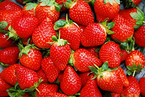 200+ Red Climbing Strawberry Seeds for Planting - Easy to Grow Everbearing Garden Fruit Seeds - Ships from Iowa, USA