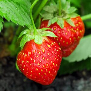 200+ Red Climbing Strawberry Seeds for Planting - Easy to Grow Everbearing Garden Fruit Seeds - Ships from Iowa, USA