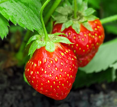 200+ Red Climbing Strawberry Seeds for Planting - Easy to Grow Everbearing Garden Fruit Seeds - Ships from Iowa, USA