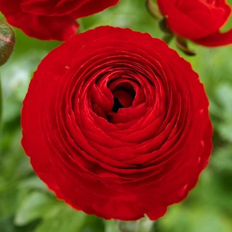 25 Red Ranunculus Bulbs for Planting - Buttercup Flower Bulb Value Bag - Plant in Gardens, Containers & Flowerbeds - Easy to Grow Fall Perennial Flowers Bulbs by Willard & May