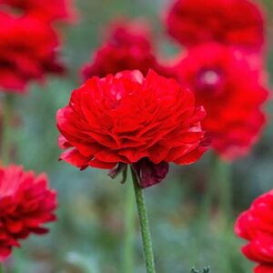 25 Red Ranunculus Bulbs for Planting - Buttercup Flower Bulb Value Bag - Plant in Gardens, Containers & Flowerbeds - Easy to Grow Fall Perennial Flowers Bulbs by Willard & May