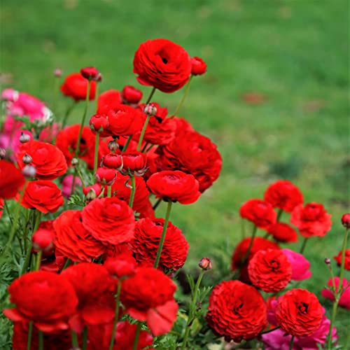 25 Red Ranunculus Bulbs for Planting - Buttercup Flower Bulb Value Bag - Plant in Gardens, Containers & Flowerbeds - Easy to Grow Fall Perennial Flowers Bulbs by Willard & May