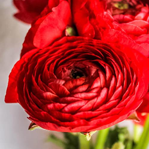 25 Red Ranunculus Bulbs for Planting - Buttercup Flower Bulb Value Bag - Plant in Gardens, Containers & Flowerbeds - Easy to Grow Fall Perennial Flowers Bulbs by Willard & May