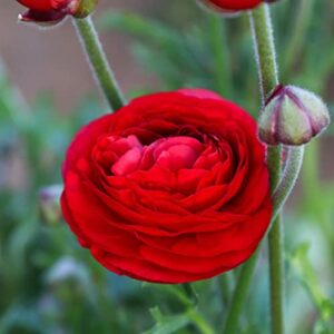 25 Red Ranunculus Bulbs for Planting - Buttercup Flower Bulb Value Bag - Plant in Gardens, Containers & Flowerbeds - Easy to Grow Fall Perennial Flowers Bulbs by Willard & May