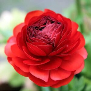 25 Red Ranunculus Bulbs for Planting - Buttercup Flower Bulb Value Bag - Plant in Gardens, Containers & Flowerbeds - Easy to Grow Fall Perennial Flowers Bulbs by Willard & May