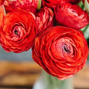 25 Red Ranunculus Bulbs for Planting - Buttercup Flower Bulb Value Bag - Plant in Gardens, Containers & Flowerbeds - Easy to Grow Fall Perennial Flowers Bulbs by Willard & May