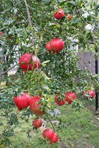 pixies gardens russian pomegranate tree considered the sweetest of all pomegranates (1 gallon potted)