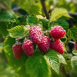 Loganberry Plant Live from 6 to 10 Inc Height, Berry Fruits Planting Ornaments Perennial Garden Simple to Grow Pots