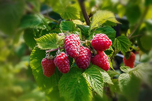 Loganberry Plant Live from 6 to 10 Inc Height, Berry Fruits Planting Ornaments Perennial Garden Simple to Grow Pots