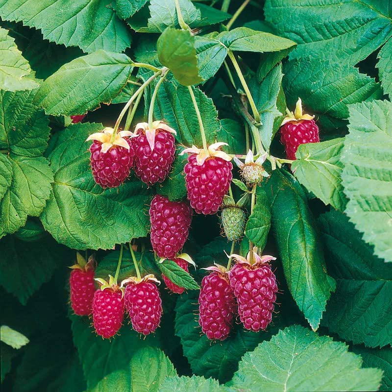 Loganberry Plant Live from 6 to 10 Inc Height, Berry Fruits Planting Ornaments Perennial Garden Simple to Grow Pots