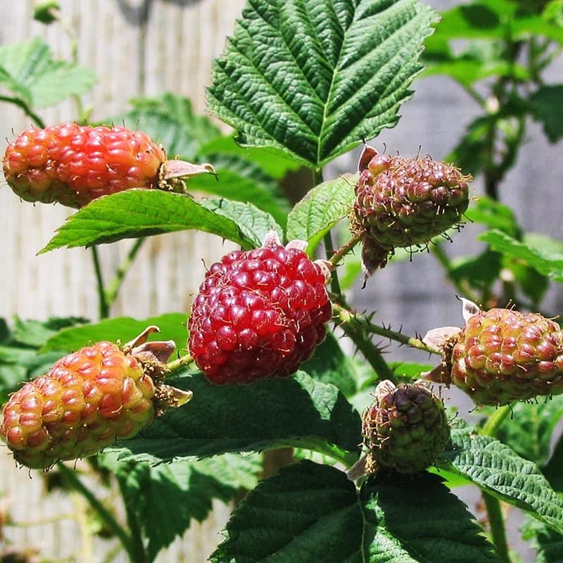 Loganberry Plant Live from 6 to 10 Inc Height, Berry Fruits Planting Ornaments Perennial Garden Simple to Grow Pots