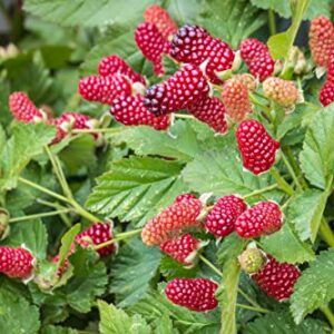 Loganberry Plant Live from 6 to 10 Inc Height, Berry Fruits Planting Ornaments Perennial Garden Simple to Grow Pots