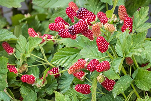 Loganberry Plant Live from 6 to 10 Inc Height, Berry Fruits Planting Ornaments Perennial Garden Simple to Grow Pots