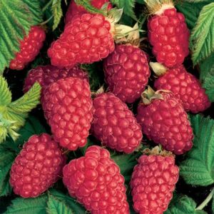 Loganberry Plant Live from 6 to 10 Inc Height, Berry Fruits Planting Ornaments Perennial Garden Simple to Grow Pots