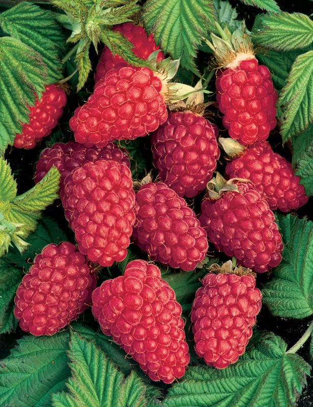 Loganberry Plant Live from 6 to 10 Inc Height, Berry Fruits Planting Ornaments Perennial Garden Simple to Grow Pots