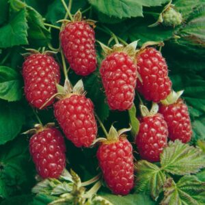 Loganberry Plant Live from 6 to 10 Inc Height, Berry Fruits Planting Ornaments Perennial Garden Simple to Grow Pots