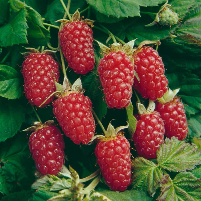 Loganberry Plant Live from 6 to 10 Inc Height, Berry Fruits Planting Ornaments Perennial Garden Simple to Grow Pots