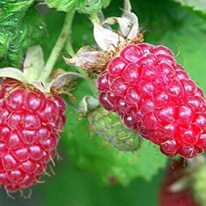 Loganberry Plant Live from 6 to 10 Inc Height, Berry Fruits Planting Ornaments Perennial Garden Simple to Grow Pots