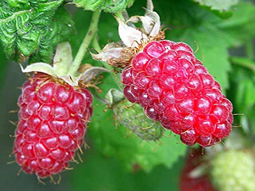 Loganberry Plant Live from 6 to 10 Inc Height, Berry Fruits Planting Ornaments Perennial Garden Simple to Grow Pots