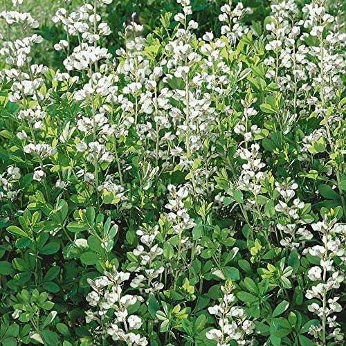 Outsidepride Perennial Baptisia Alba Wild White Indigo Garden Flower Plant Seeds - 200 Seeds