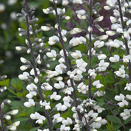 Outsidepride Perennial Baptisia Alba Wild White Indigo Garden Flower Plant Seeds - 200 Seeds