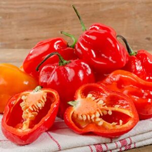 TKE Farms - Red Habanero Seeds for Planting, 80 Heirloom Seeds, Capsicum chinense