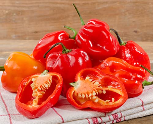 TKE Farms - Red Habanero Seeds for Planting, 80 Heirloom Seeds, Capsicum chinense