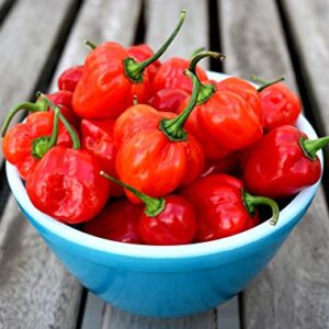 TKE Farms - Red Habanero Seeds for Planting, 80 Heirloom Seeds, Capsicum chinense