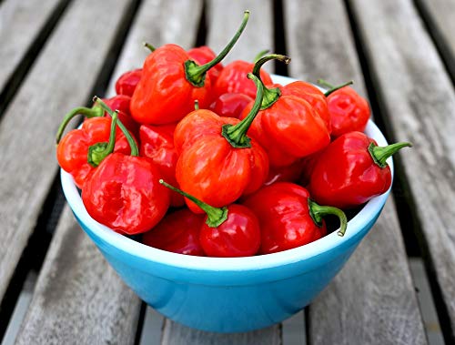 TKE Farms - Red Habanero Seeds for Planting, 80 Heirloom Seeds, Capsicum chinense