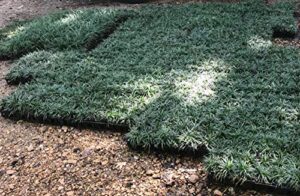 dwarf mondo grass qty 90 live plants shade loving evergreen ground cover