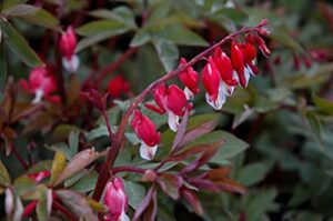 daisy garden 20 pcs rare seeds red orange bleeding heart dicentra spectabilis shade flower garden