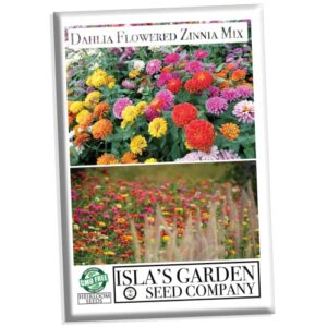 dahlia flowered zinnia mix flower seeds for planting, 500+ heirloom flower seeds per packet, (isla’s garden seeds), non gmo seeds, scientific name: zinnia elegans, great home garden gift