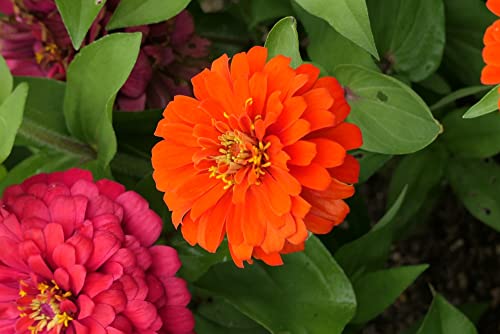 Dahlia Flowered Zinnia Mix Flower Seeds for Planting, 500+ Heirloom Flower Seeds Per Packet, (Isla's Garden Seeds), Non GMO Seeds, Scientific Name: Zinnia elegans, Great Home Garden Gift