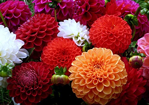 Dahlia Flowered Zinnia Mix Flower Seeds for Planting, 500+ Heirloom Flower Seeds Per Packet, (Isla's Garden Seeds), Non GMO Seeds, Scientific Name: Zinnia elegans, Great Home Garden Gift