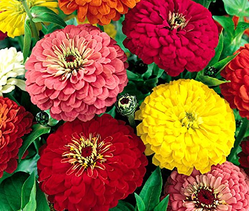 Dahlia Flowered Zinnia Mix Flower Seeds for Planting, 500+ Heirloom Flower Seeds Per Packet, (Isla's Garden Seeds), Non GMO Seeds, Scientific Name: Zinnia elegans, Great Home Garden Gift