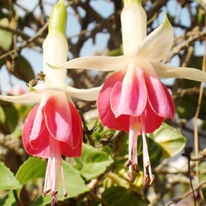 Mixed Fuchsia Seeds Tropical Plant Attracts Hummingbirds GMO Free Bed Border Hanging Baskets Potted Indoor Outdoor 50Pcs Flower Seeds by YEGAOL Garden