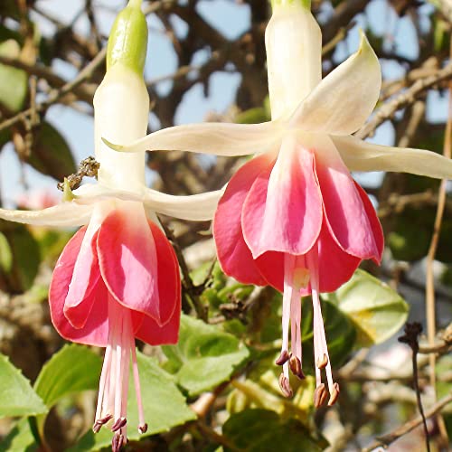 Mixed Fuchsia Seeds Tropical Plant Attracts Hummingbirds GMO Free Bed Border Hanging Baskets Potted Indoor Outdoor 50Pcs Flower Seeds by YEGAOL Garden