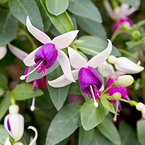 Mixed Fuchsia Seeds Tropical Plant Attracts Hummingbirds GMO Free Bed Border Hanging Baskets Potted Indoor Outdoor 50Pcs Flower Seeds by YEGAOL Garden