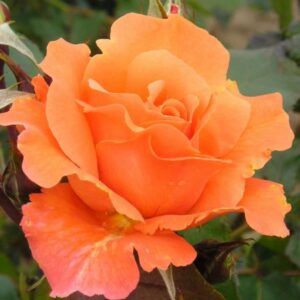 25 rose seeds climbing orange rose seeds flowers rose perennial seeds for planting garden