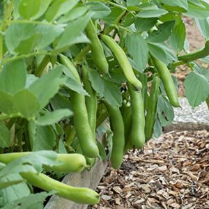 David's Garden Seeds Bean Fava Windsor FBA-4221 (Green) 25 Non-GMO, Heirloom Seeds