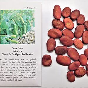 David's Garden Seeds Bean Fava Windsor FBA-4221 (Green) 25 Non-GMO, Heirloom Seeds