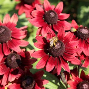 outsidepride annual rudbeckia hirta cherry brandy garden flowers – 25 seeds