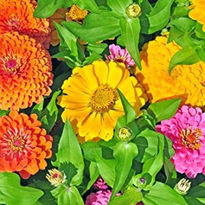 "Zin Master Mix" Zinnia Seeds for Planting, 200+ Flower Seeds Per Packet, (Isla's Garden Seeds), Non GMO & Heirloom Seeds, Botanical Name: Zinnia elegans, Great Home Garden Gift